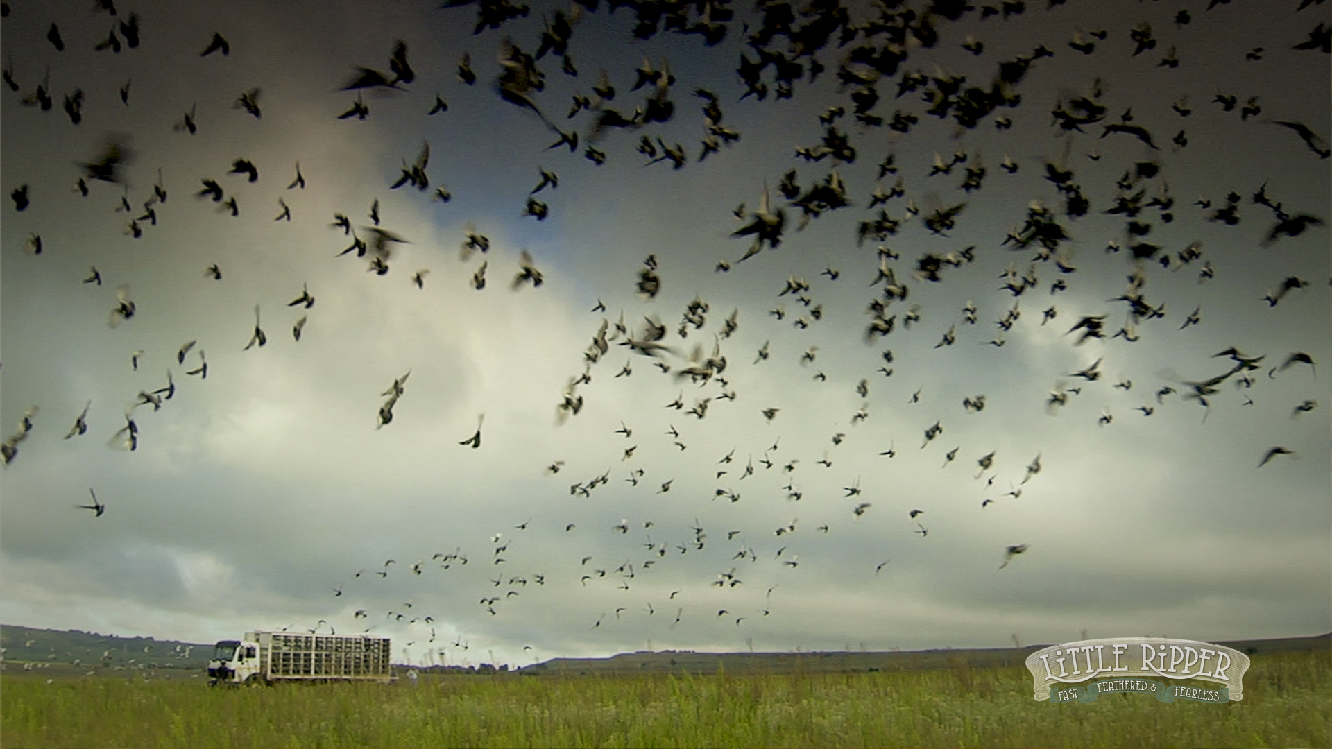 Feral Pigeon Flying Rat Or Urban Hero Discover Wildlife