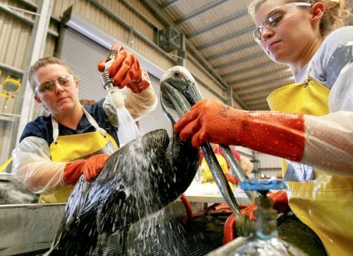 De-Oiled Birds: Good for BP, Bad for Birds? - Sociological Images