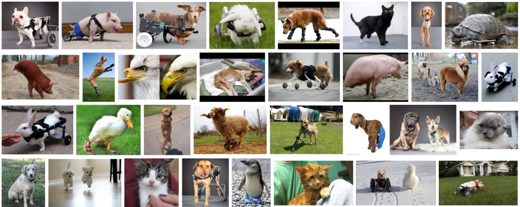 Animal “inspiration porn”: Implications for othering and accommodation ...